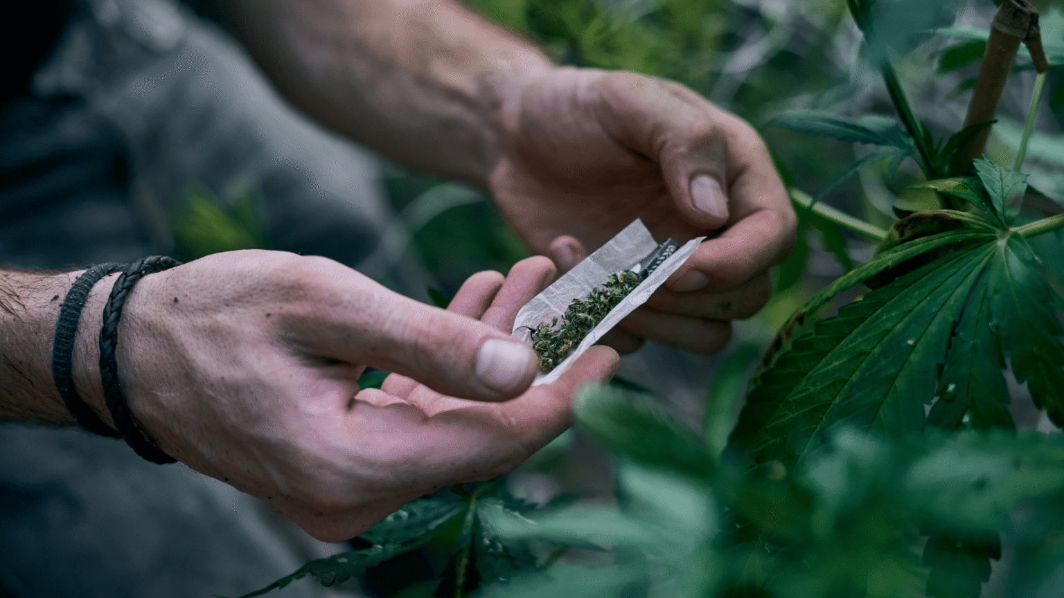 Names for Weed: Why They Matter & What They Really Mean