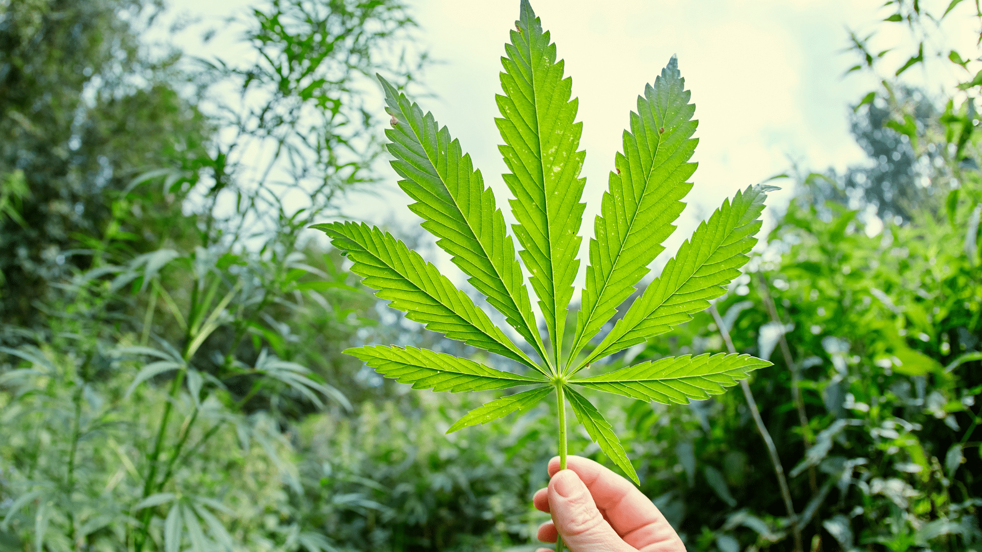 Names for Weed: Why They Matter & What They Really Mean