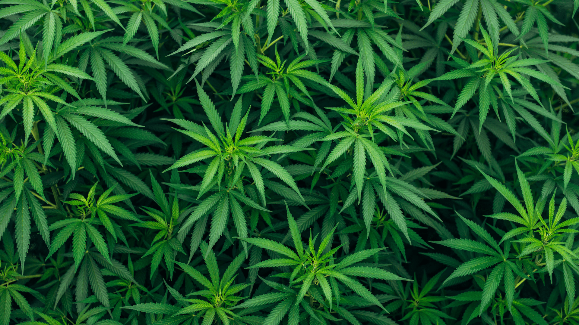Unlock the Power of Cannabis with the Entourage Effect