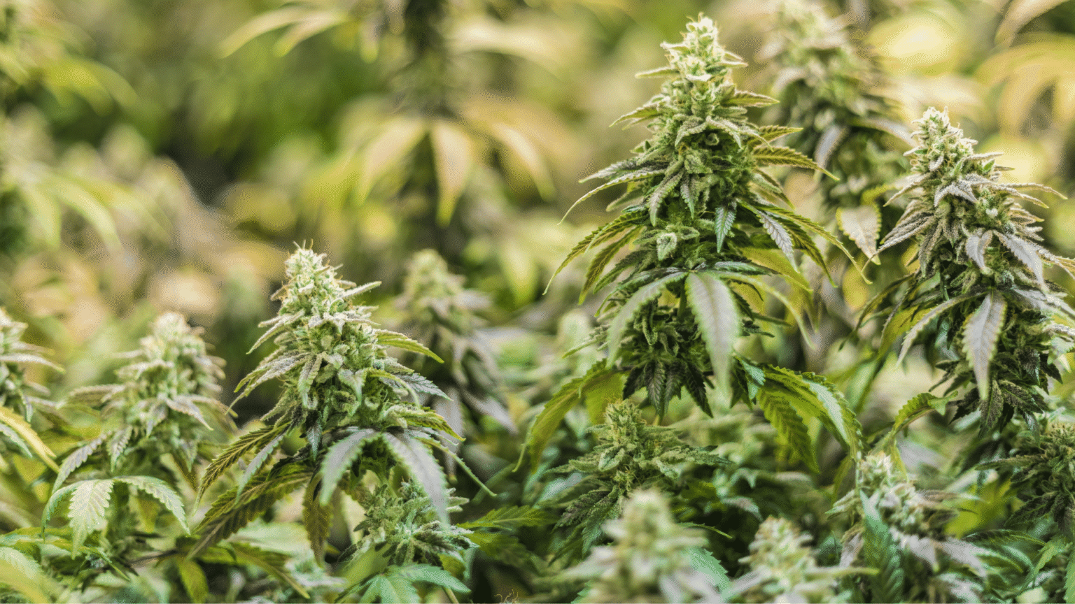 Names for Weed: Why They Matter & What They Really Mean