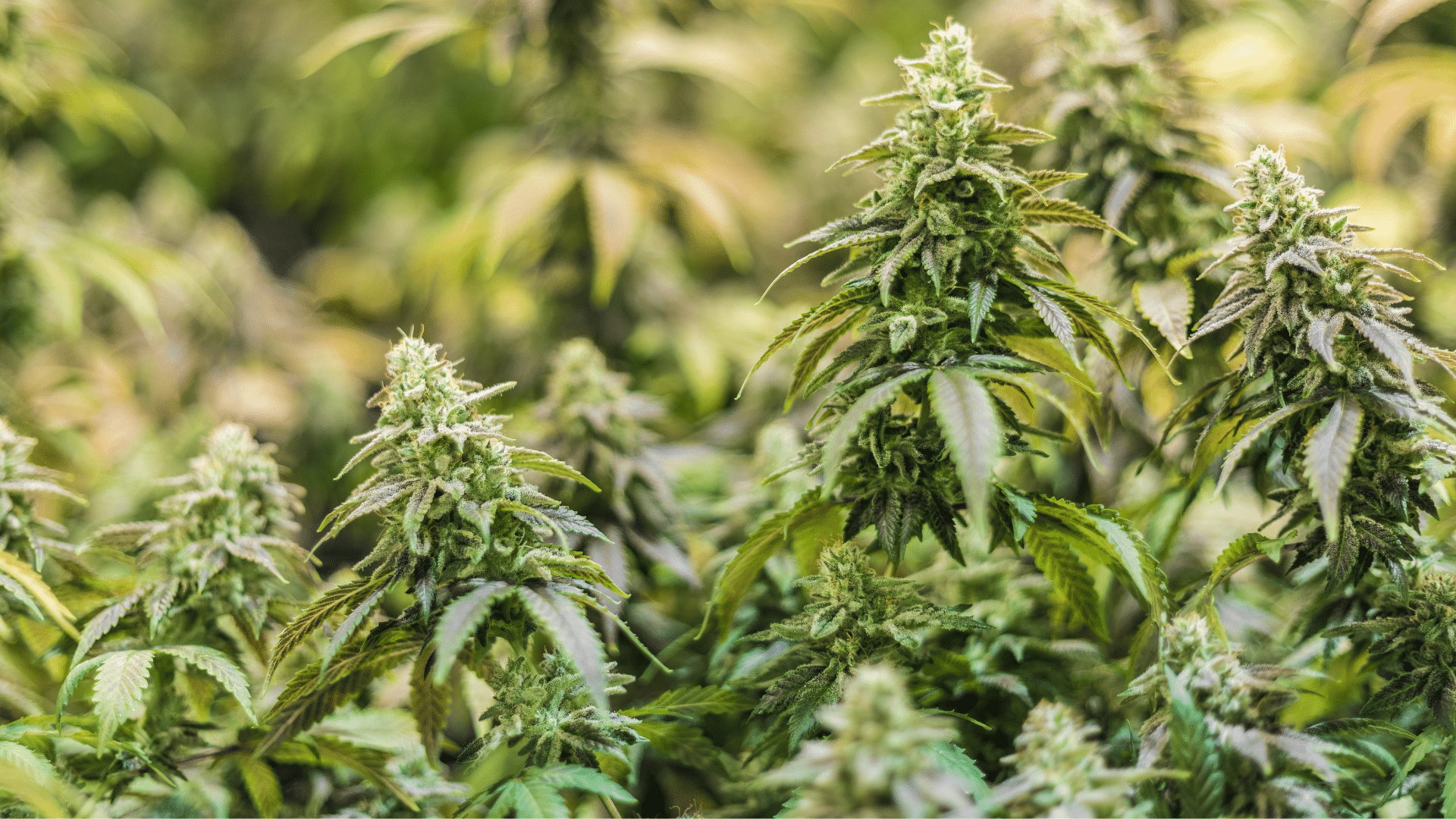 Names for Weed: Why They Matter & What They Really Mean