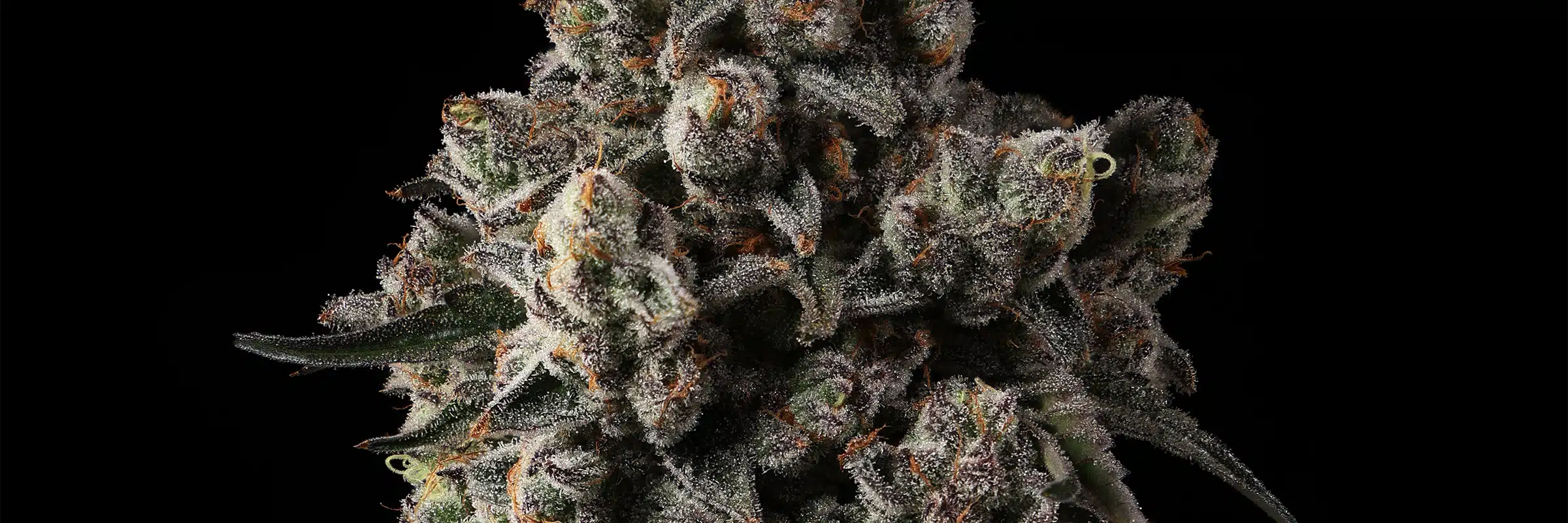Dessert Storm Cannabis Strain at Garden Remedies