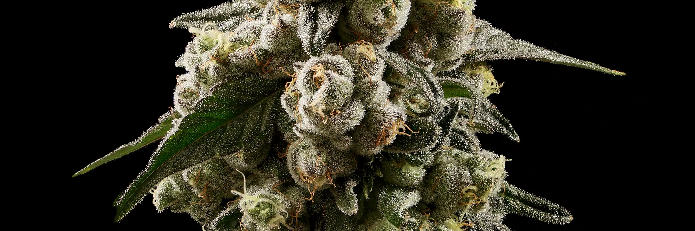 Moon Drops Cannabis Strain at Garden Remedies Dispensary