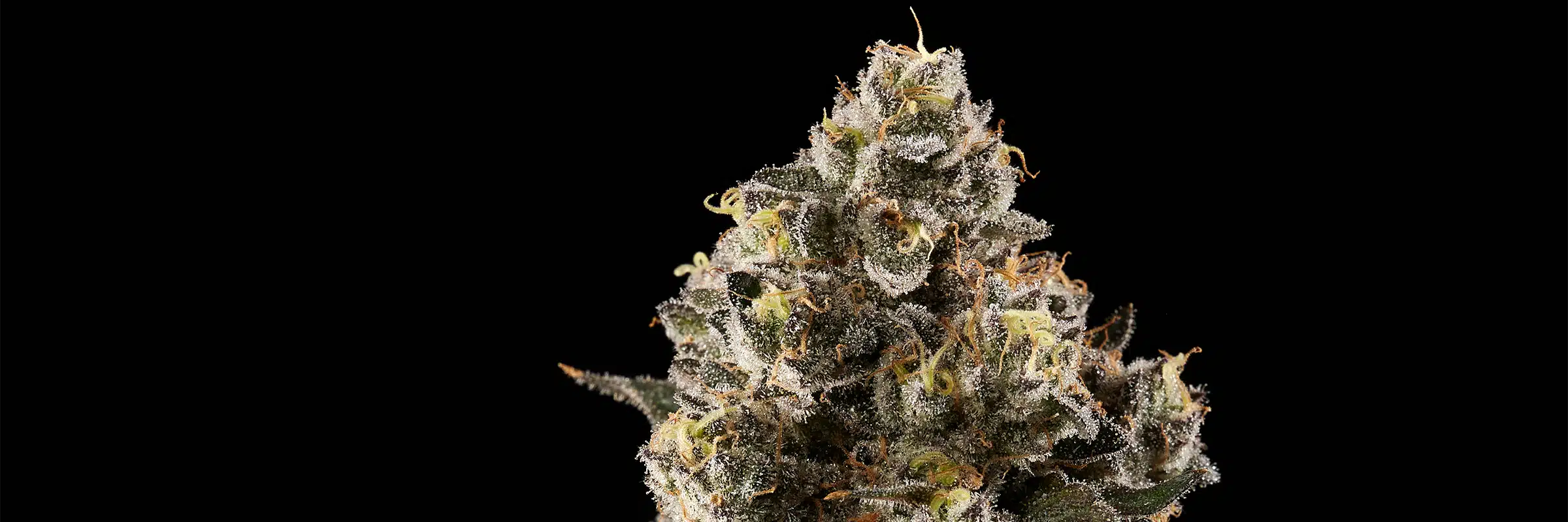 Paradise Frost Cannabis Strain at Garden Remedies