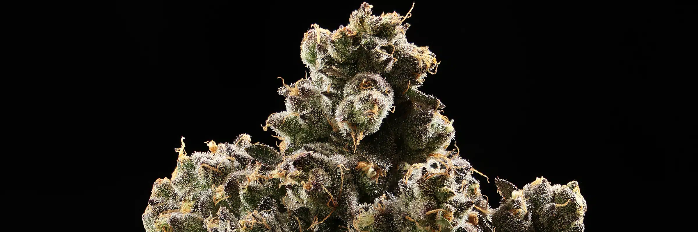 The Fruit Cannabis Strain at Garden Remedies